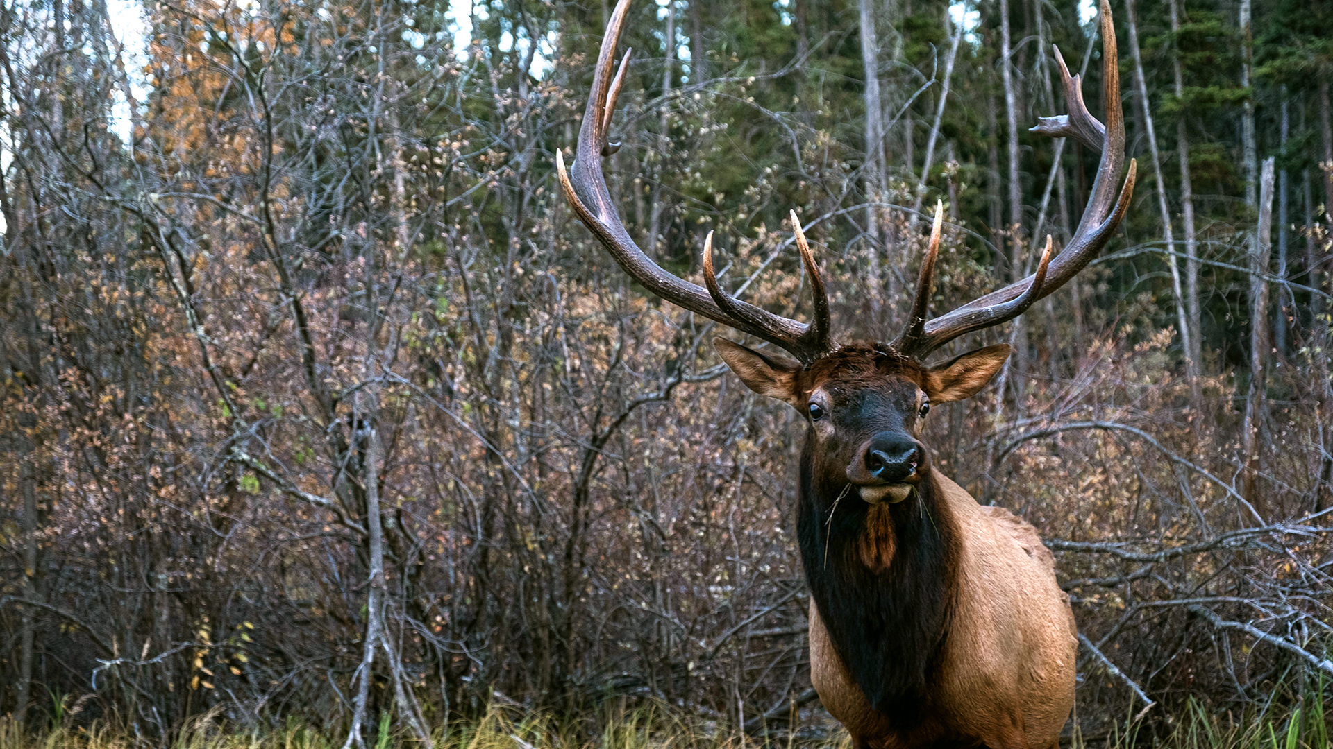 Photographing Wildlife in Prince Albert National Park | Tourism ...